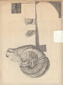 Drawings – Eiko Borcherding